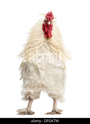 Curly feathered rooster against white background Stock Photo - Alamy
