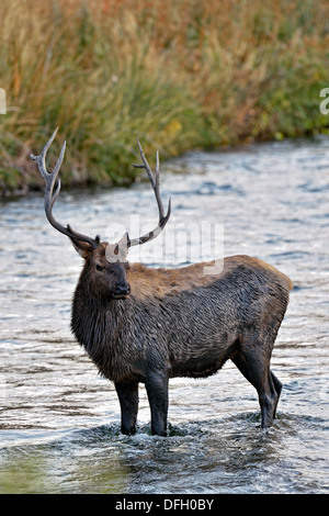 Stag Elk, Cervus elaphus, Yellowstone National Park, Wyoming, USA Stock ...