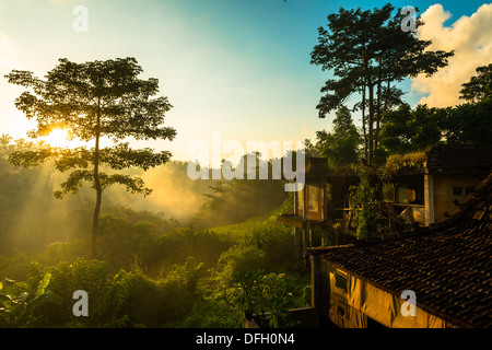 Sun is rising above lush jungle Stock Photo - Alamy