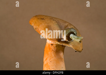 Wild Mushroom Fungi growing from the entrance of an Ant's nest Stock ...
