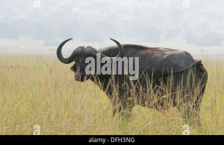Buffalo (Syncerus caffer caffer), Akagera National Park, Rwanda Stock ...