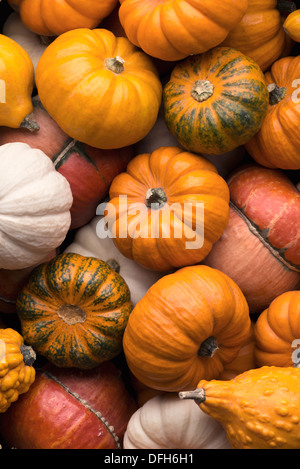 Backgrounds and textures: a lot of multicolor pumpkins, seasonal autumn ...