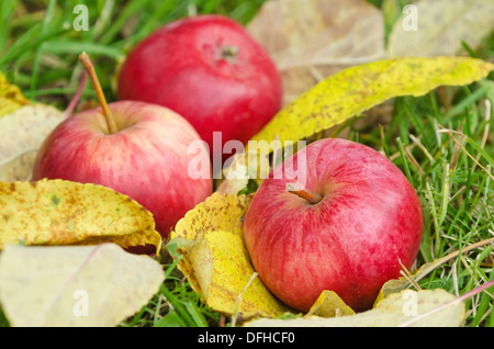 Red and yellow autumn leaves fruit nuts on a grey background Stock ...