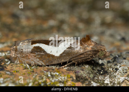 Epiblema foenella tortrix micro moth. Small British insect in the ...