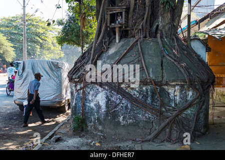 Concrete base at banyan tree, Yangon, Myanmar Stock Photo - Alamy