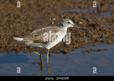 Common greenshank Tringa nebularia at the edge of a lagoon, Normandy ...