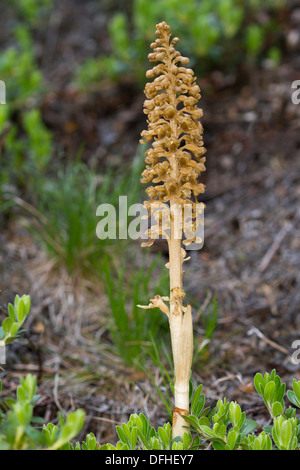 Birdsnest orchid (Neottia nidus-avis) in flower, Dorset, UK May Stock ...