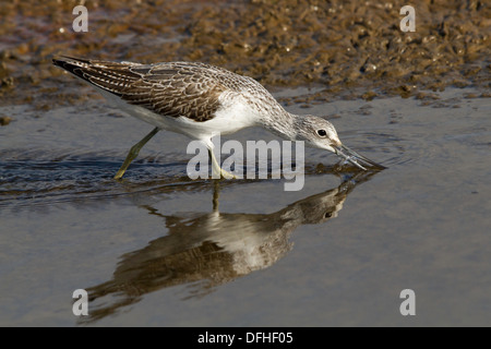 Common greenshank (Tringa nebularia) walking in shallow water Stock ...