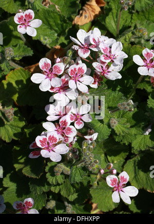 Storksbill 'Sweetheart', Stork's Bill 'Sweetheart', Heron's Bill ...
