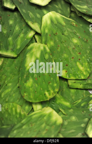 Nopales or Nopal Leaves Stock Photo: 40030896 - Alamy