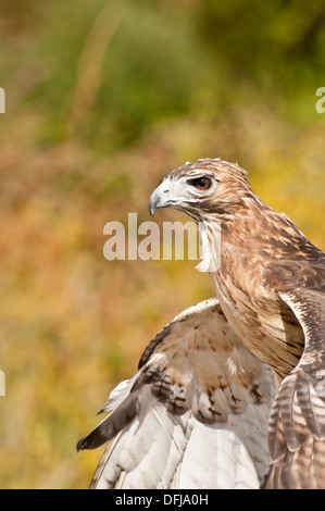 An Angry Red-tailed Hawk Stock Photo - Alamy
