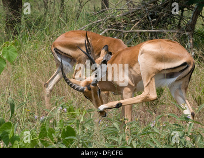 Young males ram Impala gazelle attractive antlers Northern Akagera ...