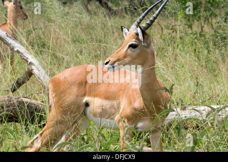 Male ram Impala gazelle attractive antlers Northern Akagera National ...