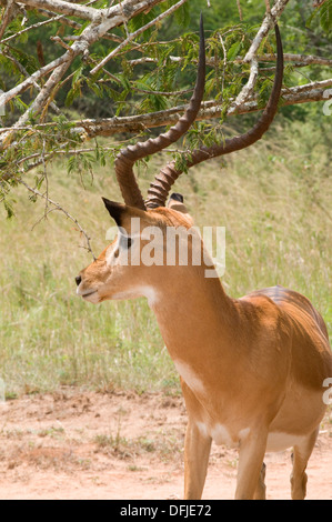 Male ram Impala gazelle attractive antlers Northern Akagera National ...