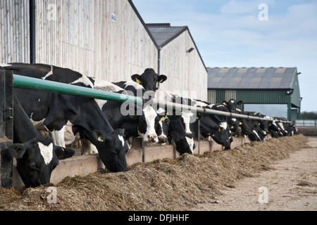 dairy TMR total mixed ration silage cattle Jersey feed cattle cow cows ...