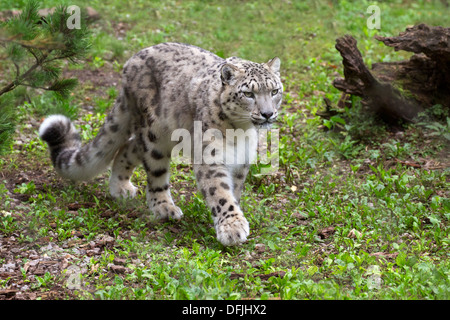Adult snow leopard close up portrait Stock Photo - Alamy