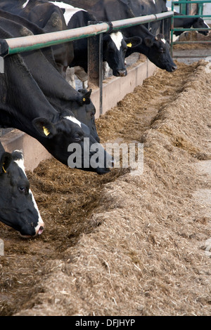 dairy TMR total mixed ration silage cattle Jersey feed cattle cow cows ...