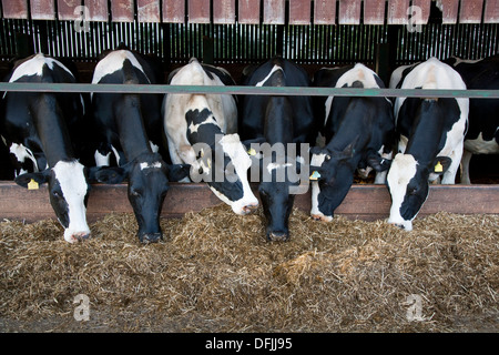 dairy TMR total mixed ration silage cattle Jersey feed cattle cow cows ...