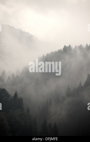 Deep fog in pine-tree misty summer forest Stock Photo - Alamy