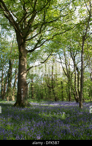"Private". Unfriendly and unwelcoming sign painted on a tree trunk in a ...