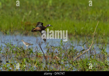 Drake blue-winged teal flight Stock Photo - Alamy