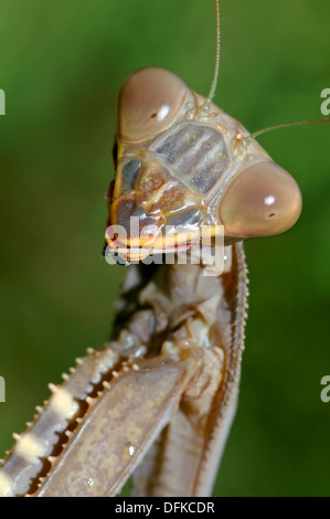 Close up of a the head of a praying mantis, isolated on a blurred green ...