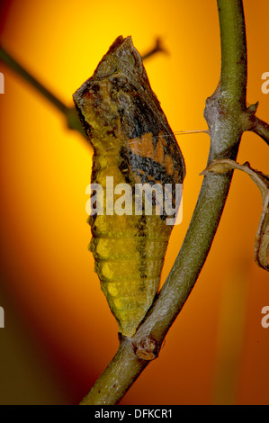 Swallowtail butterfly pupae chrysalis cocoon Papilio machaon Stock ...