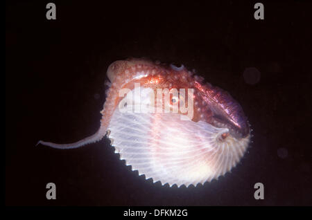 argonaut or paper nautilus argonauta argo Stock Photo: 24659504 - Alamy