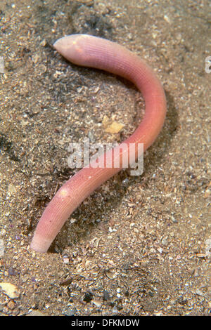 Marine worm, Peanut worm (Sipunculus nudus), lying in shallow water ...