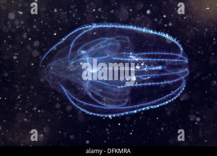 Comb Jelly (Bolinopsis infundibulum). Galicia, Spain Stock Photo - Alamy