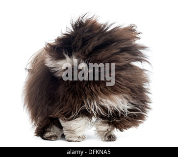 Havanese in the wind against white background Stock Photo - Alamy