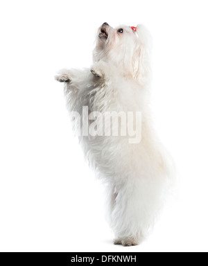 Side view of a Maltese upright, against white background Stock Photo ...