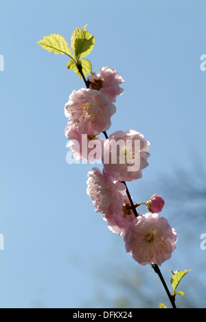 Pink Flowering almond Prunus triloba shrub Spring blossom Stock Photo ...
