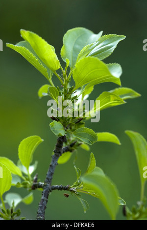 Common buckthorn (Rhamnus cathartica) Close-up of flowers and leaves ...