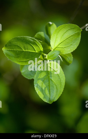 Common Buckthorn (Rhamnus cathartica) close-up of ripening fruit France ...