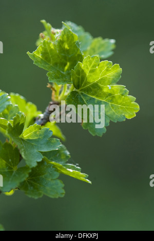alpine currant, ribes alpinum Stock Photo - Alamy