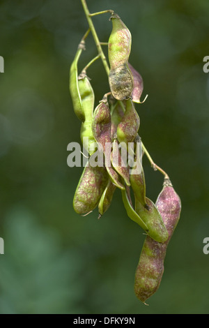 Black Locust (Robinia pseudoacacia) with seeds, black locust, pod with ...