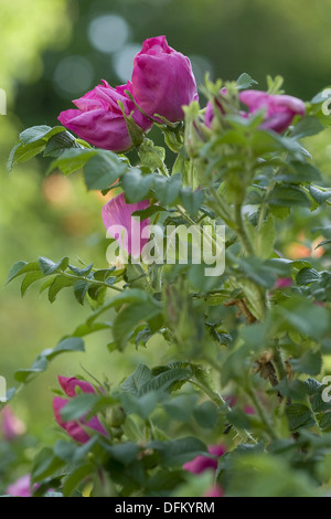 Wild rose. Pink Rosa rugosa or Dog rose closeup in September garden ...