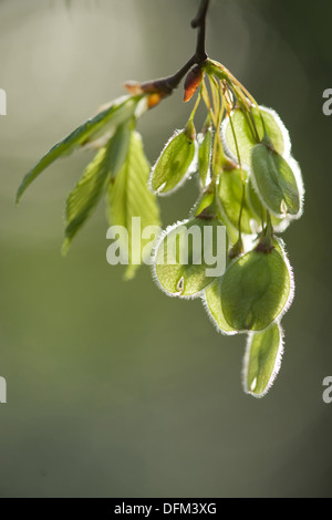 European White Elm, Fluttering Elm, Spreading Elm, Stately Elm and, in ...