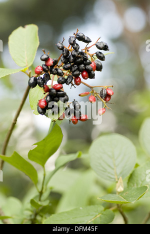 Wayfaring tree Viburnum lantana with berries Broughton Down Hampshire ...