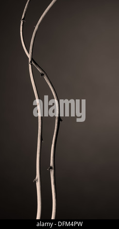 Two twigs of creeper together, tinted image, vertical format Stock ...