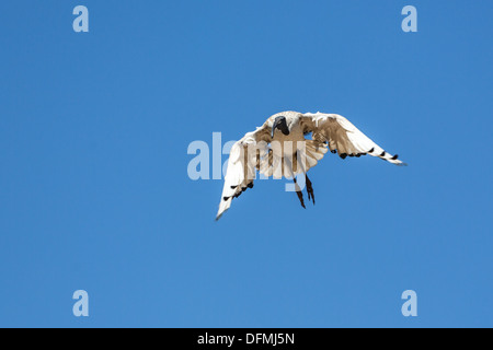 A Crane in flight frozen in mid air Stock Photo - Alamy