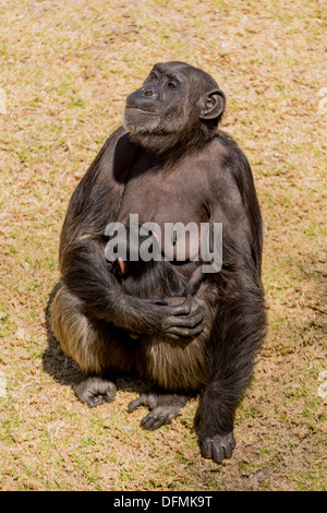 A female adult chimp sitting down and cuddling her baby Stock Photo - Alamy