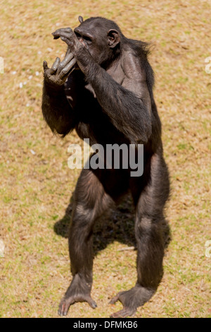Male adult chimp communicating with facial expression and hand gestures ...