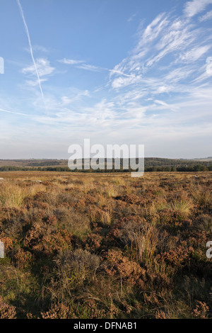 Heather at Baslow Edge in the Peak District National Park, Derbyshire ...