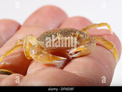 small sand crab foreground live in loneliness Stock Photo - Alamy