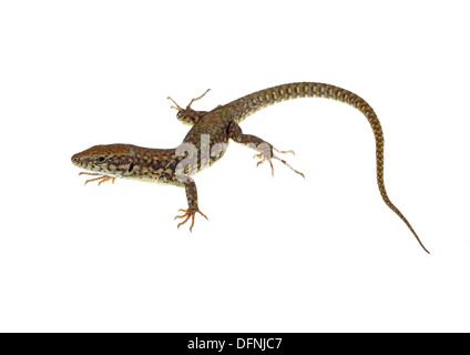 Lizard on a white background Stock Photo - Alamy