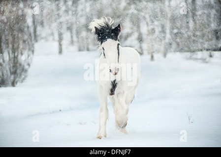 Gypsy Vanner horse colt foal rearing up on mares back Stock Photo - Alamy
