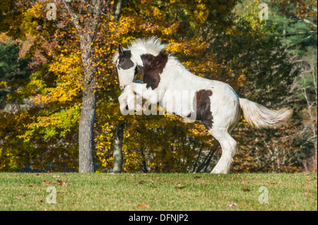 Rearing up Gypsy Vanner Horse filly in grass pasture Stock Photo - Alamy