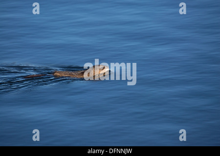 Muskrat (Ondatra zibethicus) swimming in colorful Lake Wausau, Wausau ...